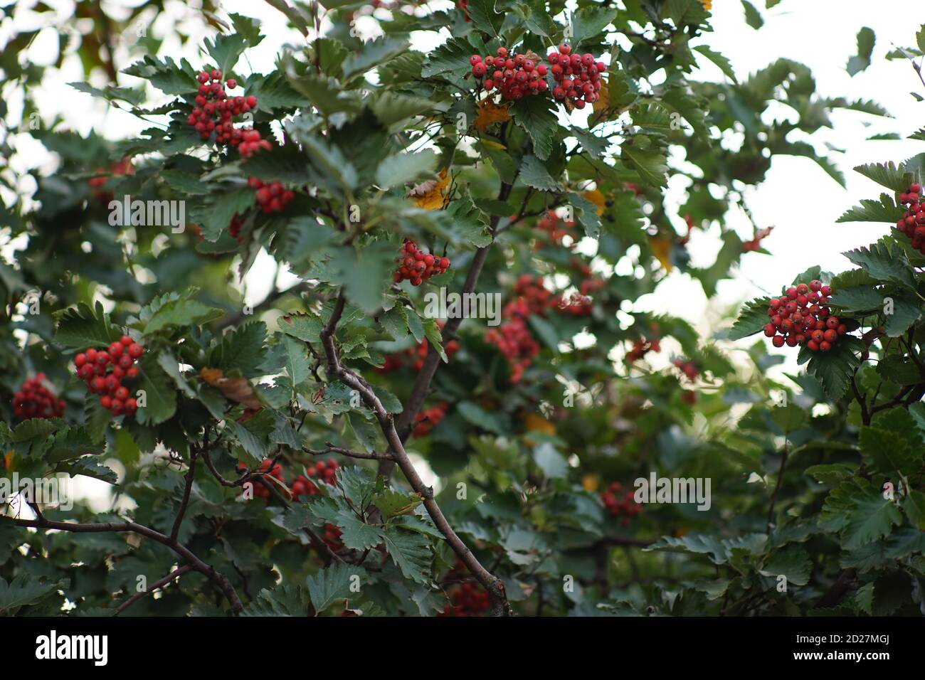 rowan tree with orange berries grow in autumn Stock Photo - Alamy
