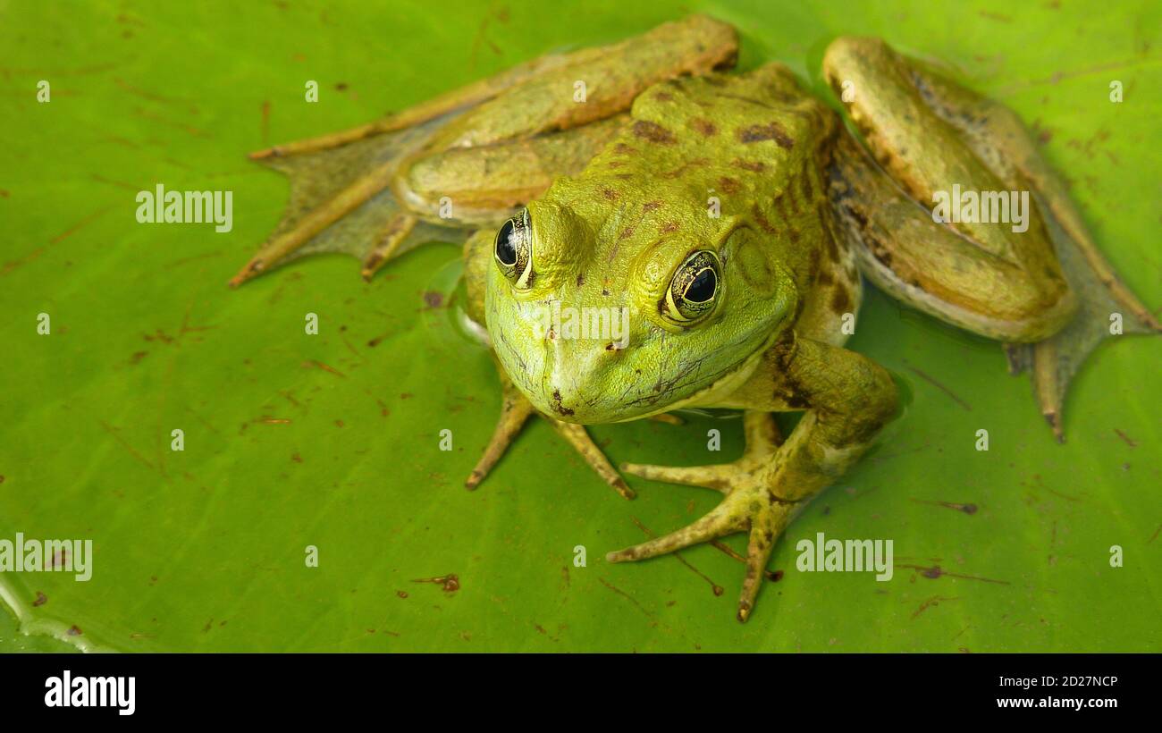 Barking tree frog hi-res stock photography and images - Alamy