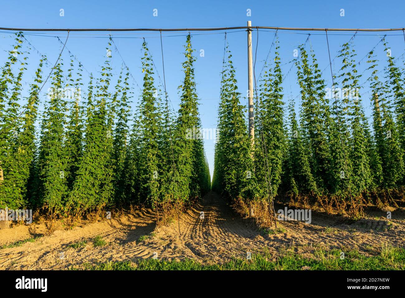 Green hops field. Fully grown hop bines. Hops field in Bavaria Germany ...