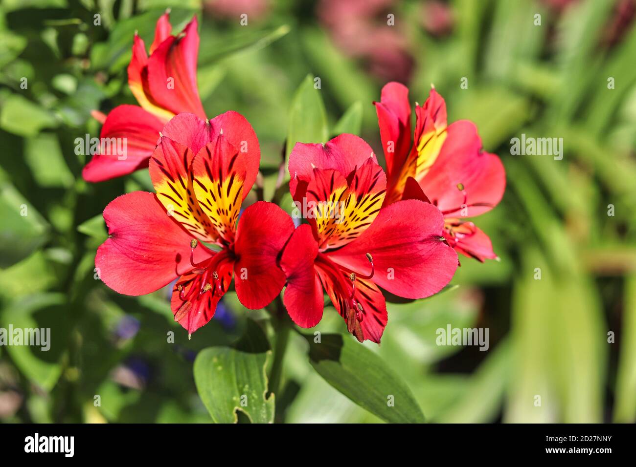 English garden flower Stock Photo - Alamy