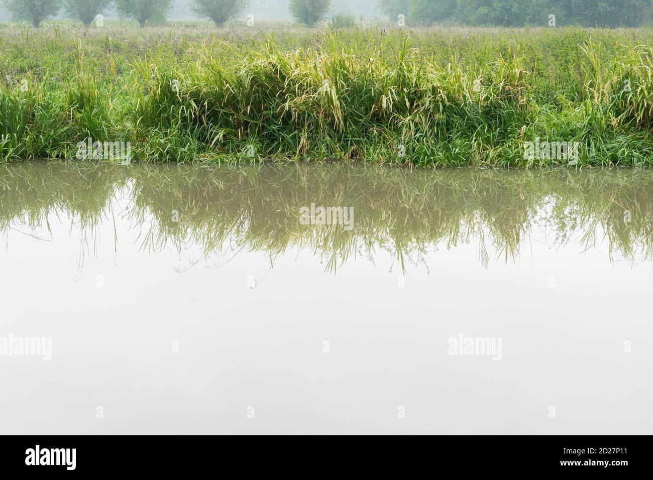 murky riverside water with green lush long water reed grass with ...