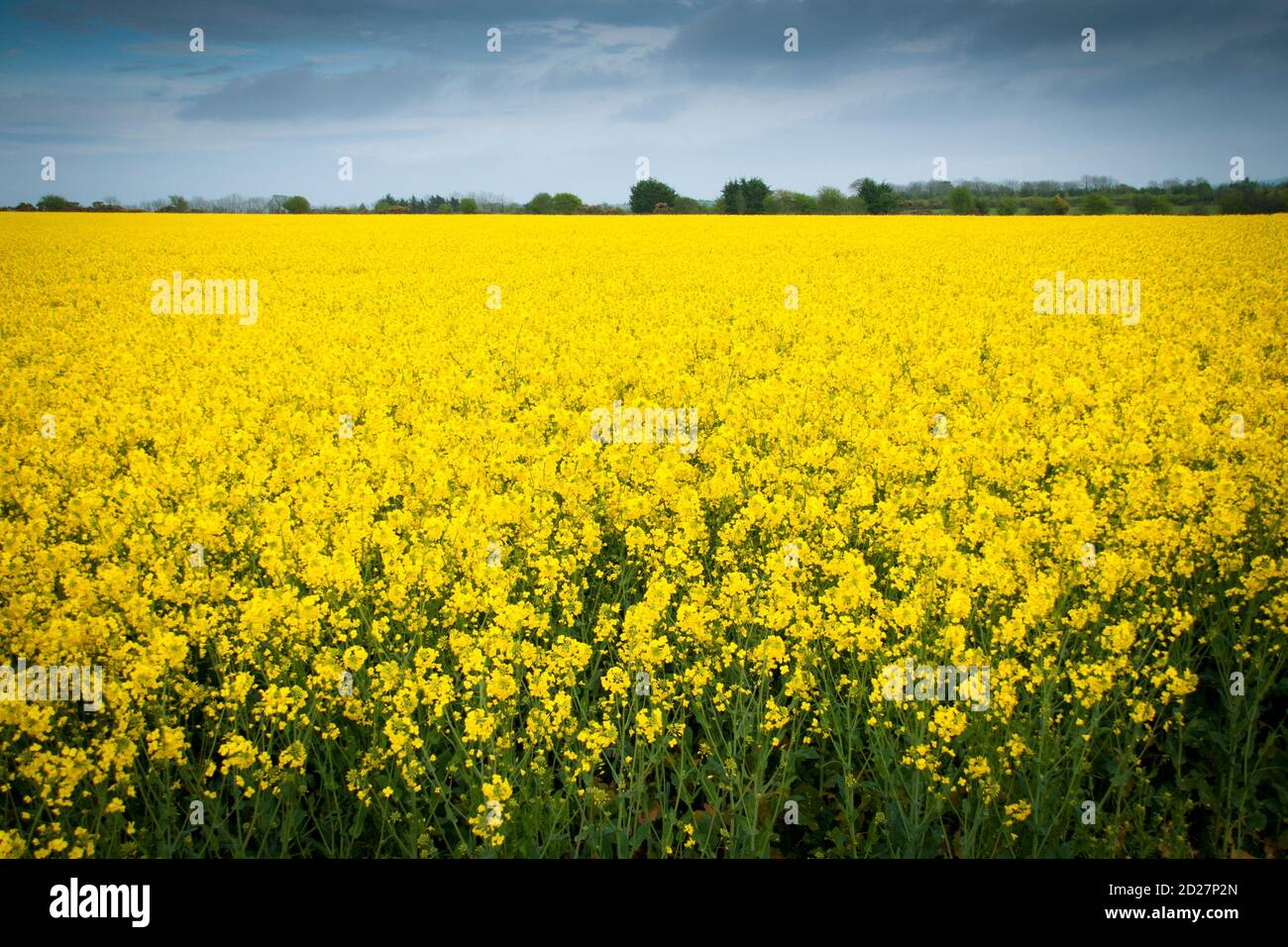 Irish wildflowers hi-res stock photography and images - Alamy