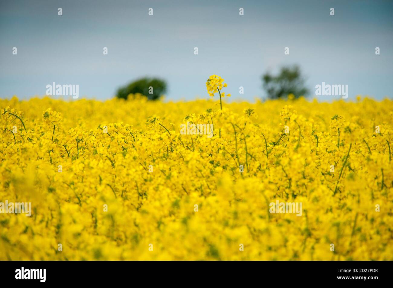 Irish wildflowers hi-res stock photography and images - Alamy