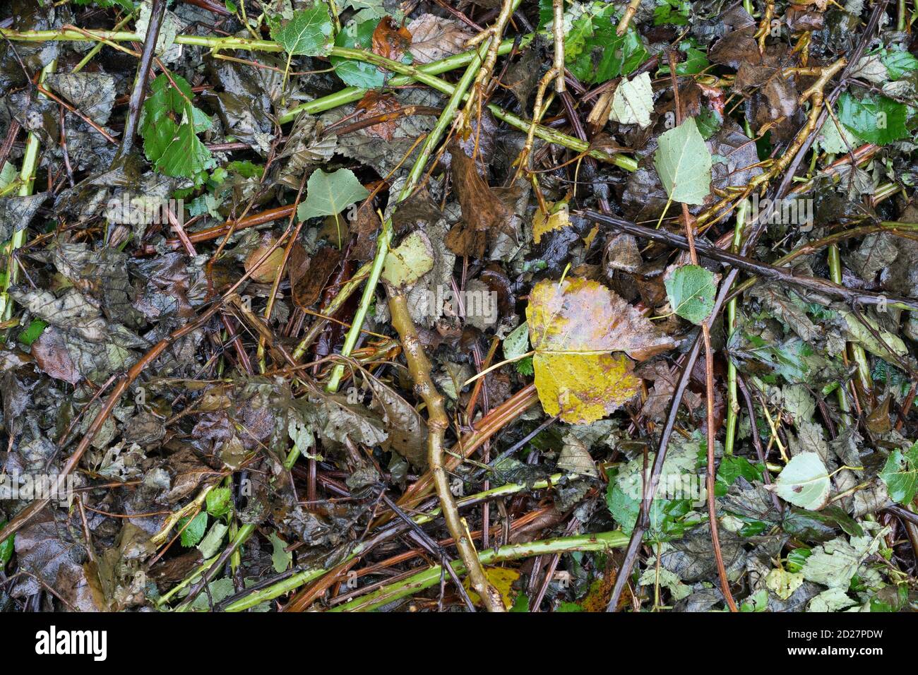 Wet earth hi-res stock photography and images - Alamy