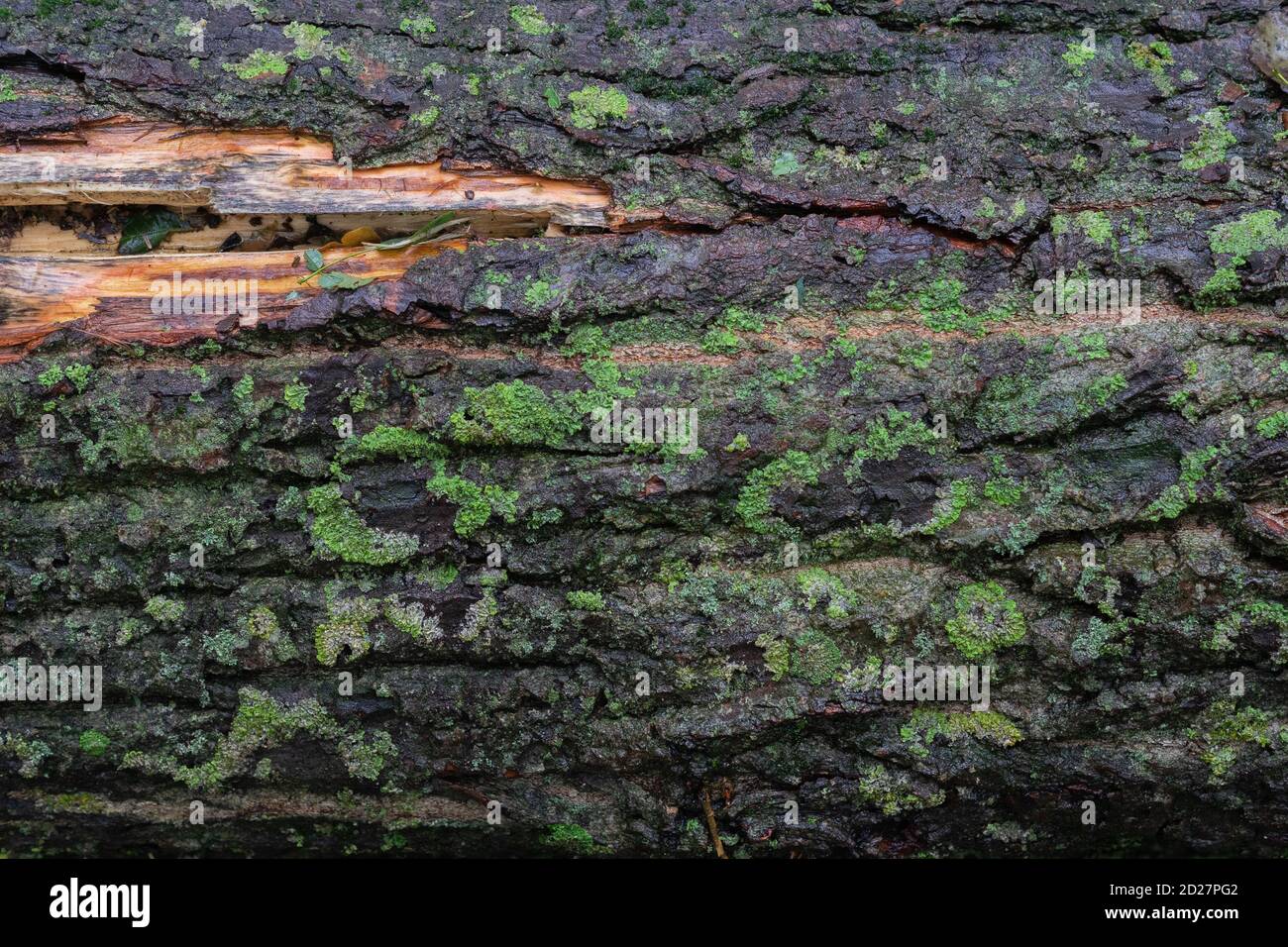 Dark wet tree bark with wood exposed covered in green moss lichen spots ...