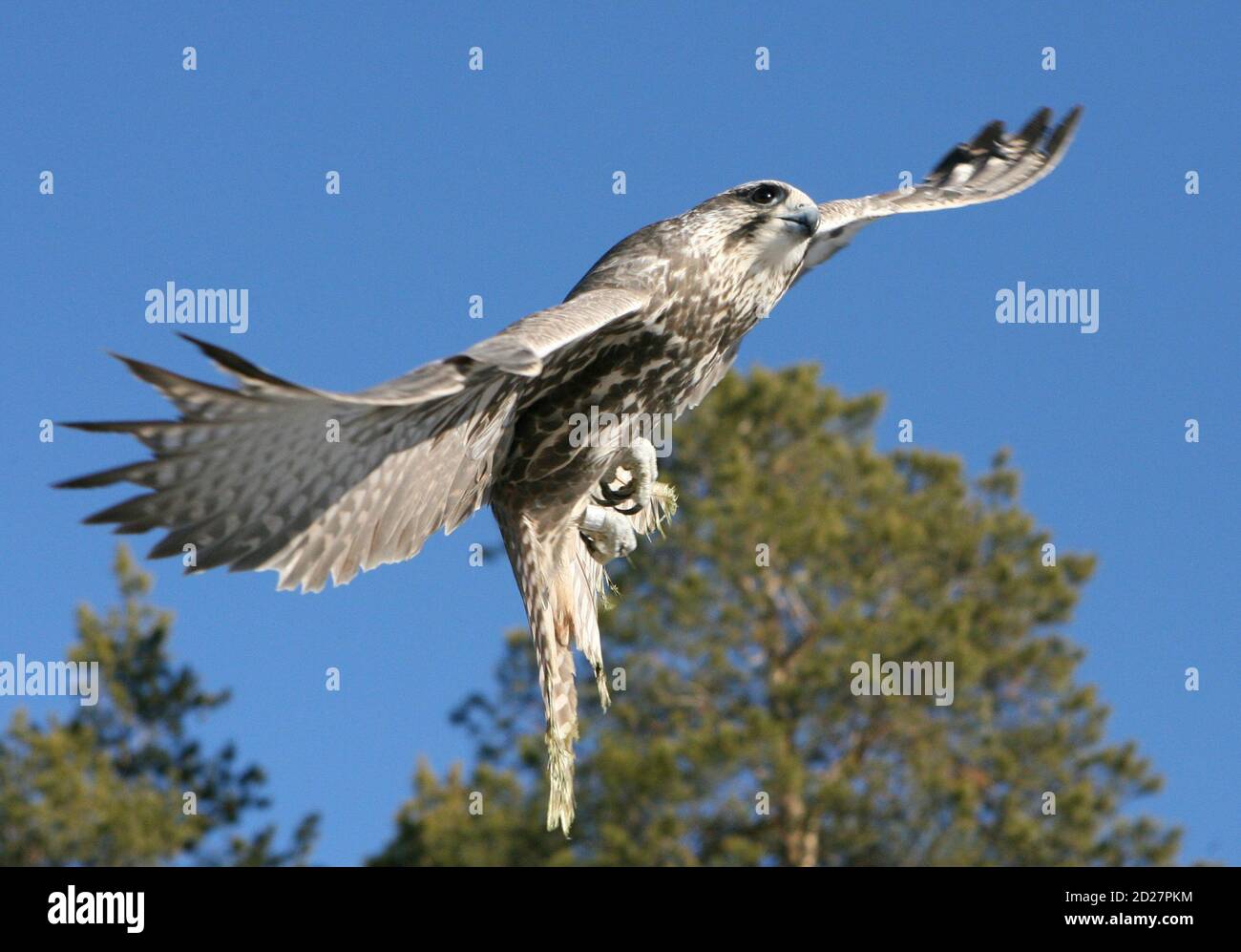 Endangered saker falcon hi-res stock photography and images - Alamy