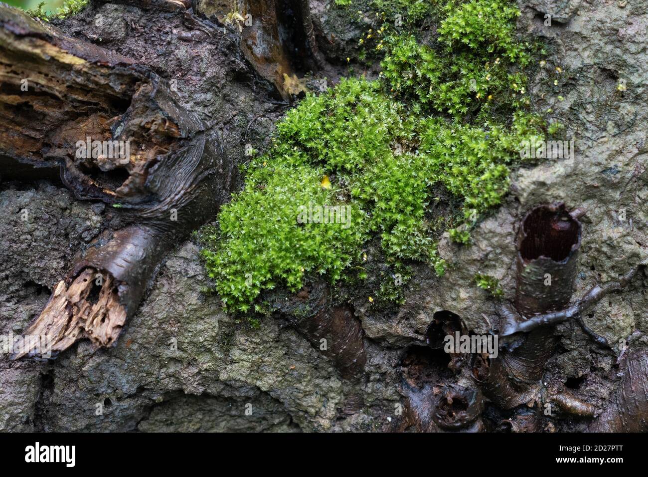 Vibrant moist moss forest green texture with green leaves growing on ...