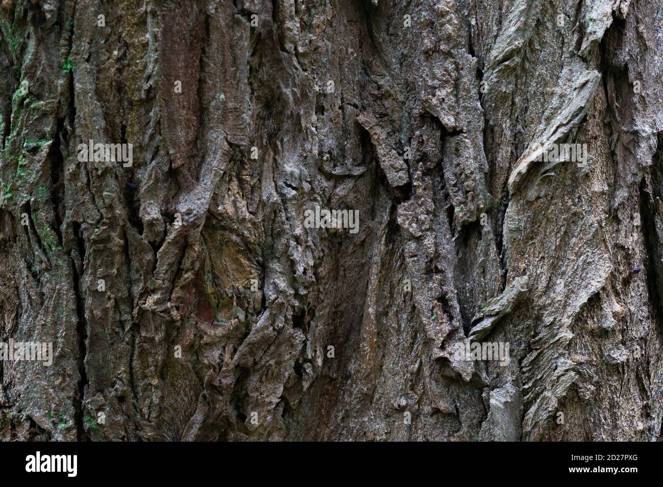Rough grunge dark tree bark texture with crevices Stock Photo - Alamy