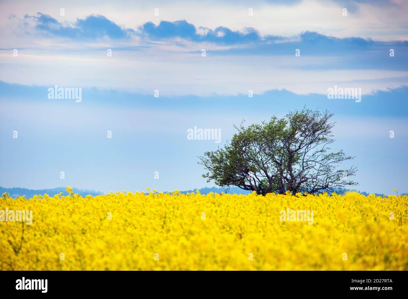 Irish wildflowers hi-res stock photography and images - Alamy