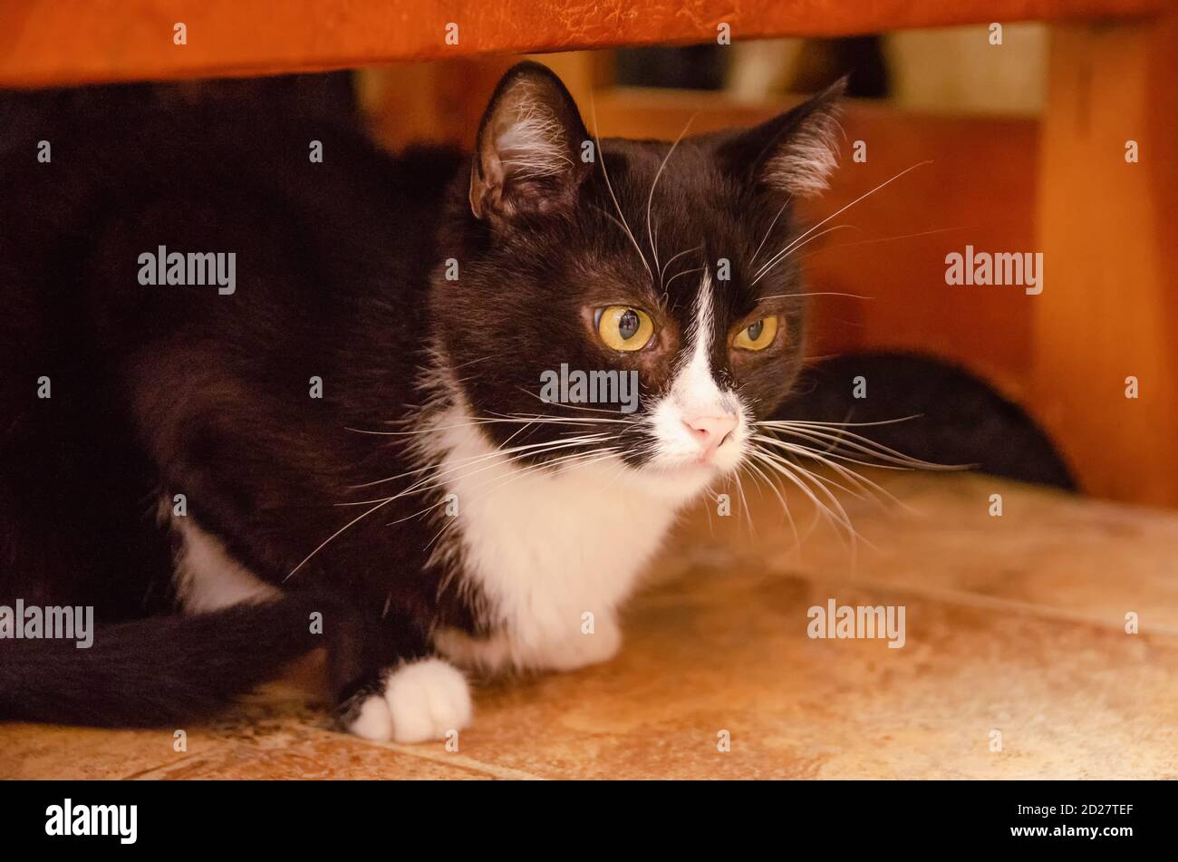 Kitten under table hi-res stock photography and images - Alamy