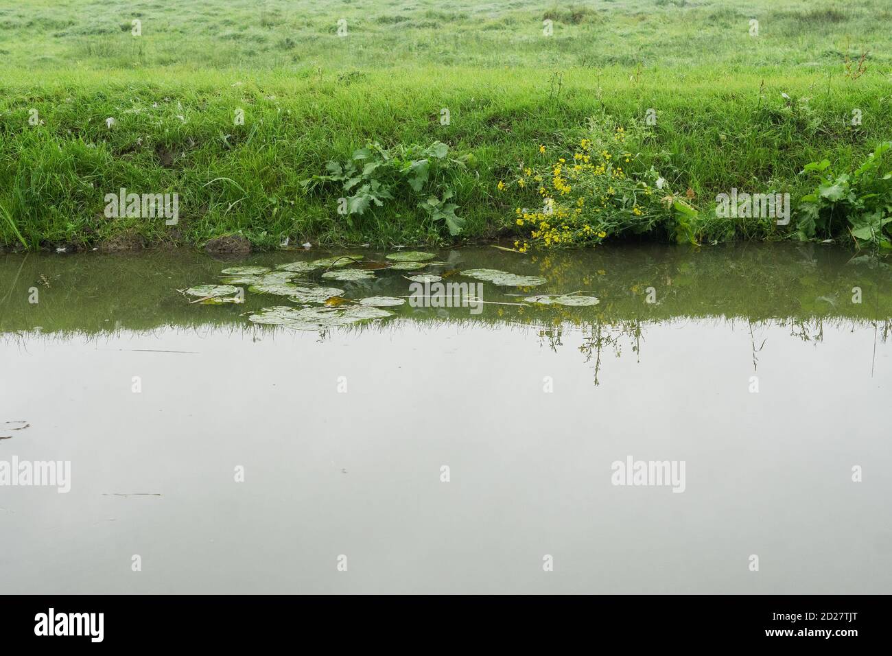 Murky wetland scene hi-res stock photography and images - Alamy