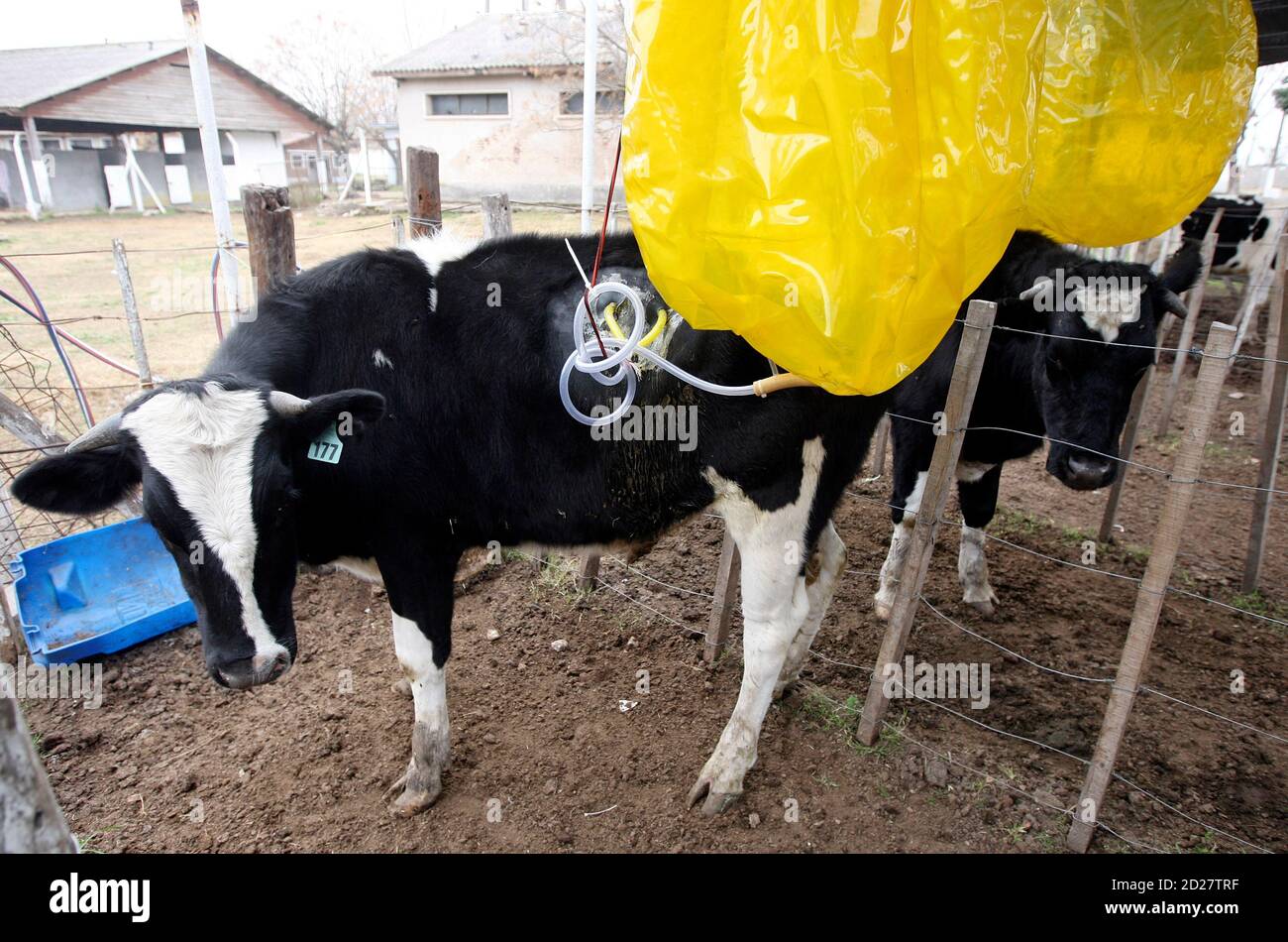Cows Digestive System High Resolution Stock Photography and Images - Alamy