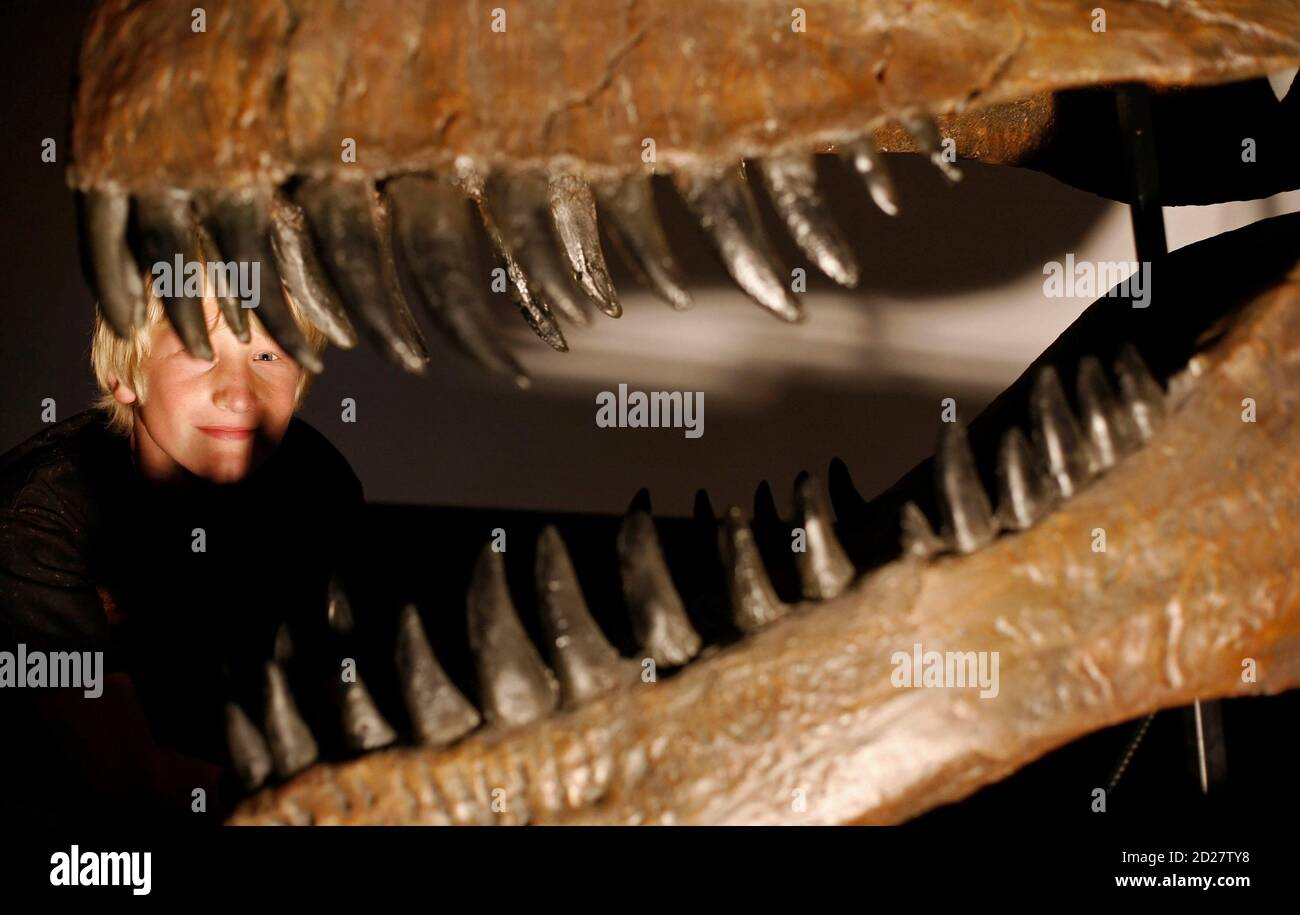 Torvosaurus skull hi-res stock photography and images - Alamy