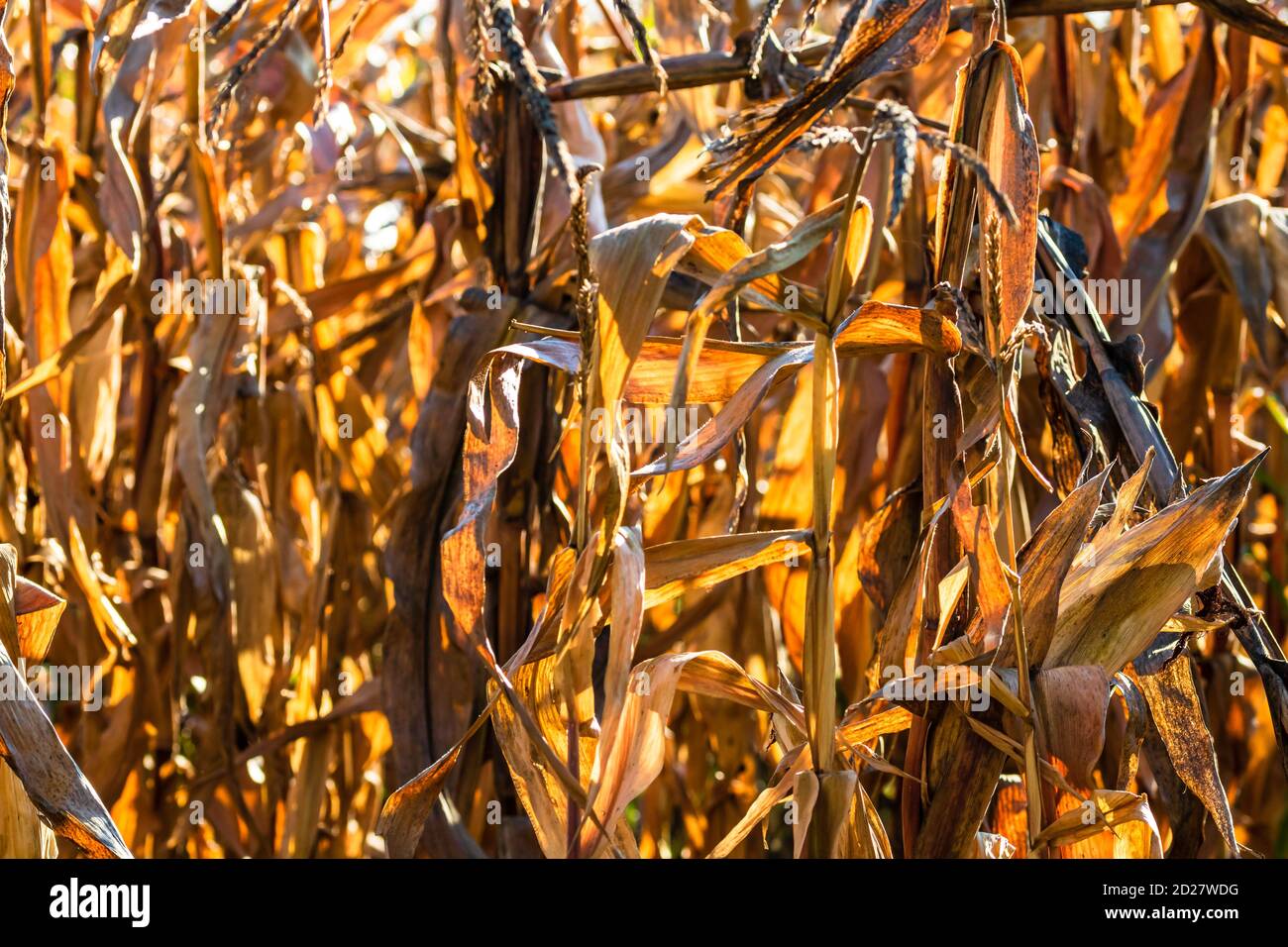 Ripe and dry corn stalks close up. End of season field with golden corn ...