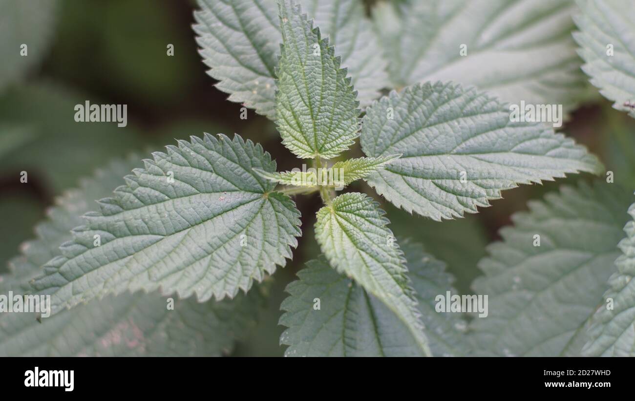 West indian raspberry hi-res stock photography and images - Alamy