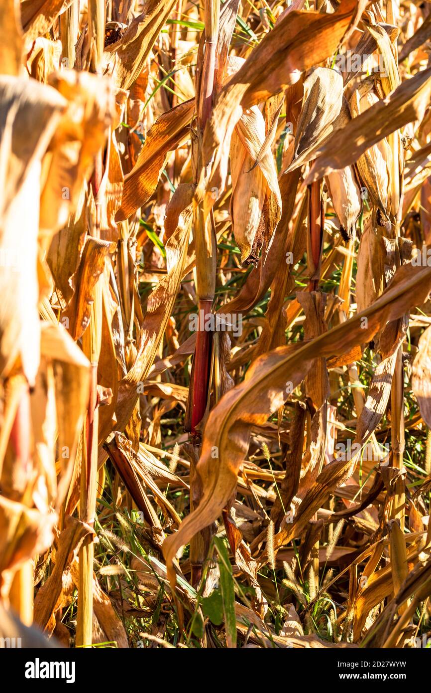 Ripe and dry corn stalks close up. End of season field with golden corn ...