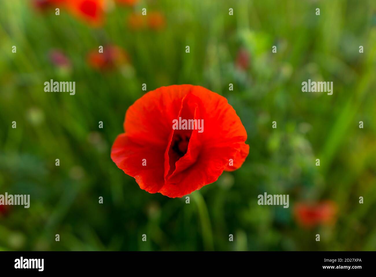 Top down close up view on red poppy flower. Remembrance day Stock Photo ...