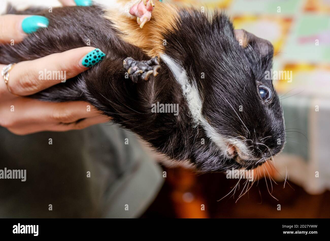 Teenage Girl Pet Guinea Pig High Resolution Stock Photography and ...