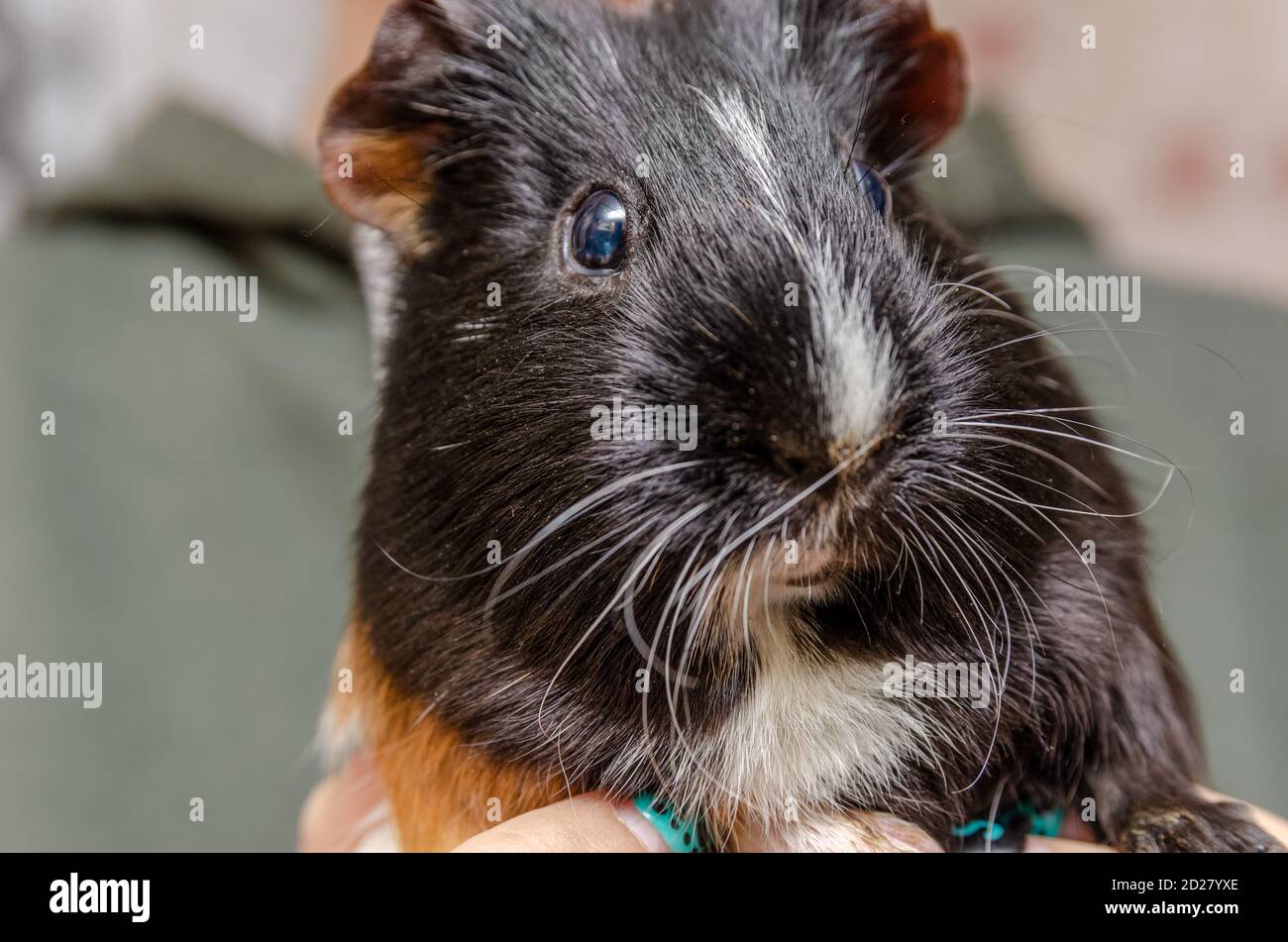Tricolor guinea pig in the hands of a teenager. Pet teen girl guinea ...