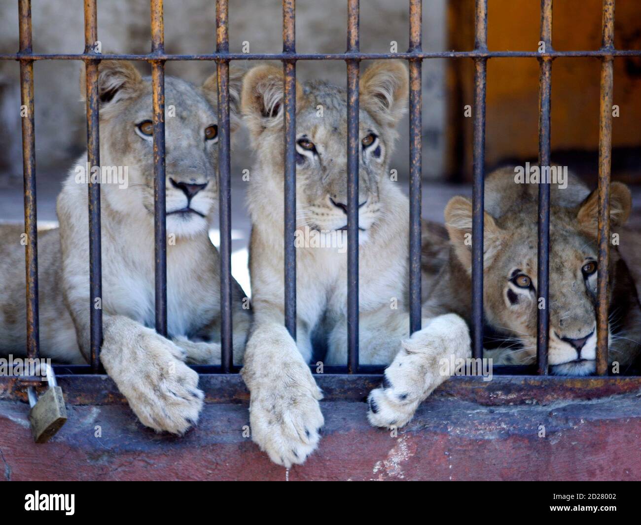 Cairo Egypt Zoo High Resolution Stock Photography and Images - Alamy