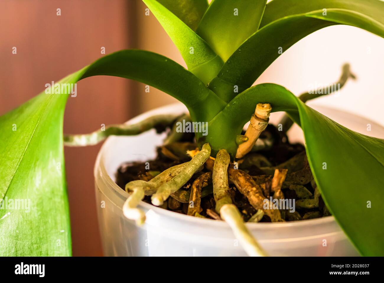 Young and healthy roots of phalaenopsis orchid in flower pot ...