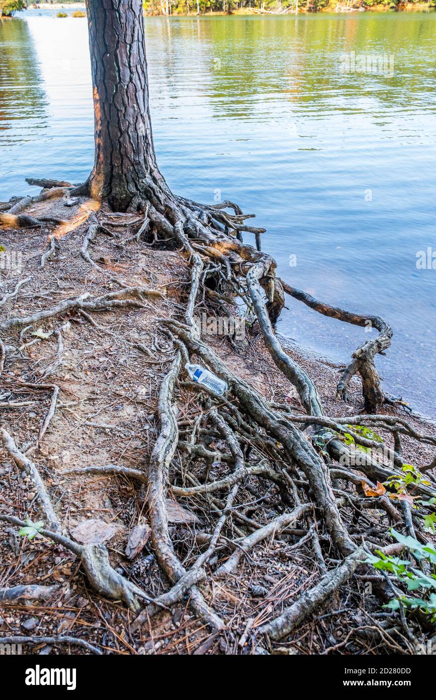A plastic water bottle laying on exposed tree roots discarded garbage ...