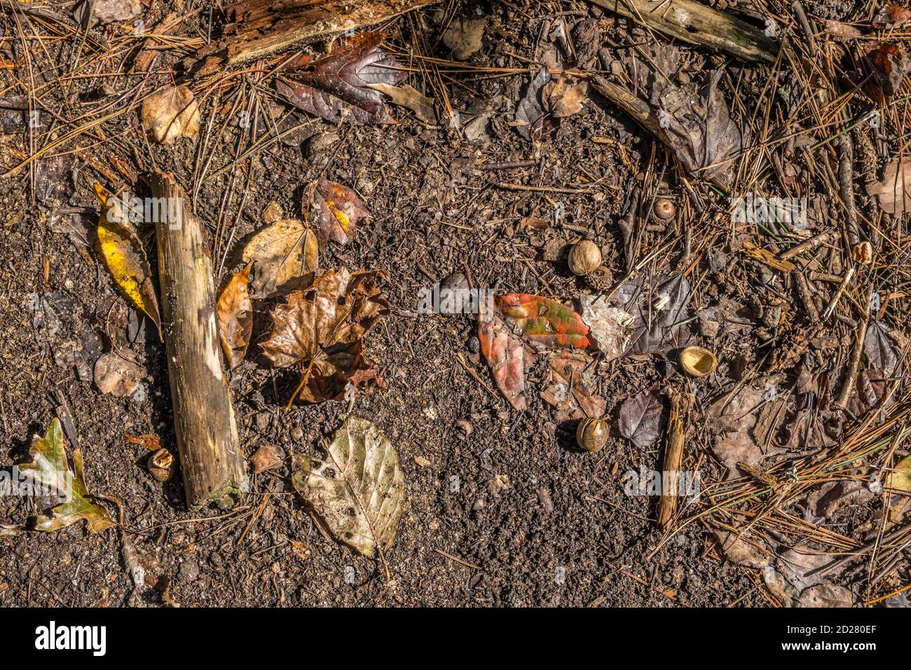 Woodland debris texture hi-res stock photography and images - Alamy
