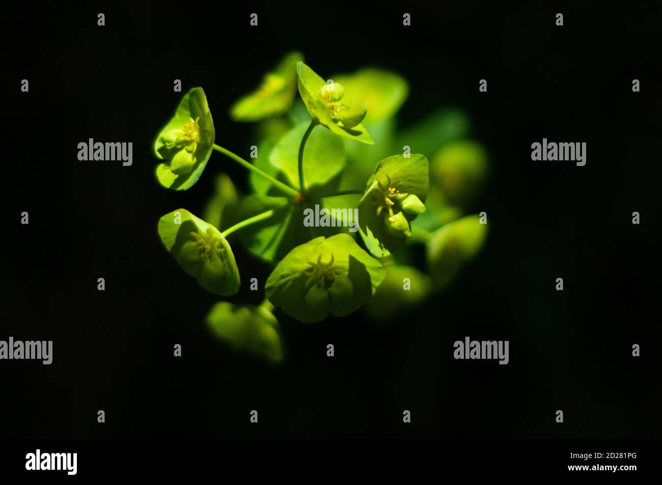 Particular of flower hi-res stock photography and images - Alamy