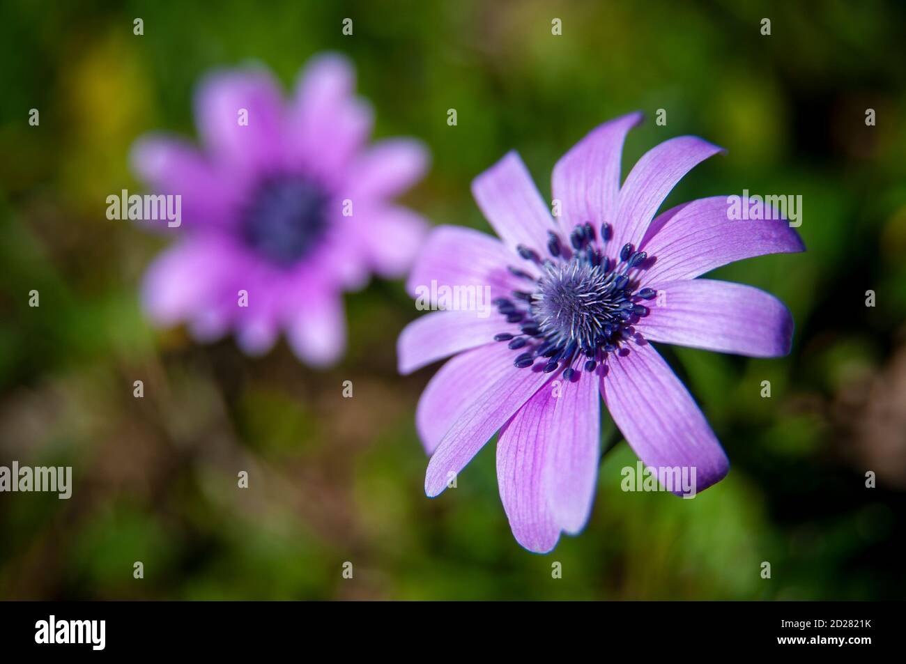 Lilac wild flower Stock Photo - Alamy