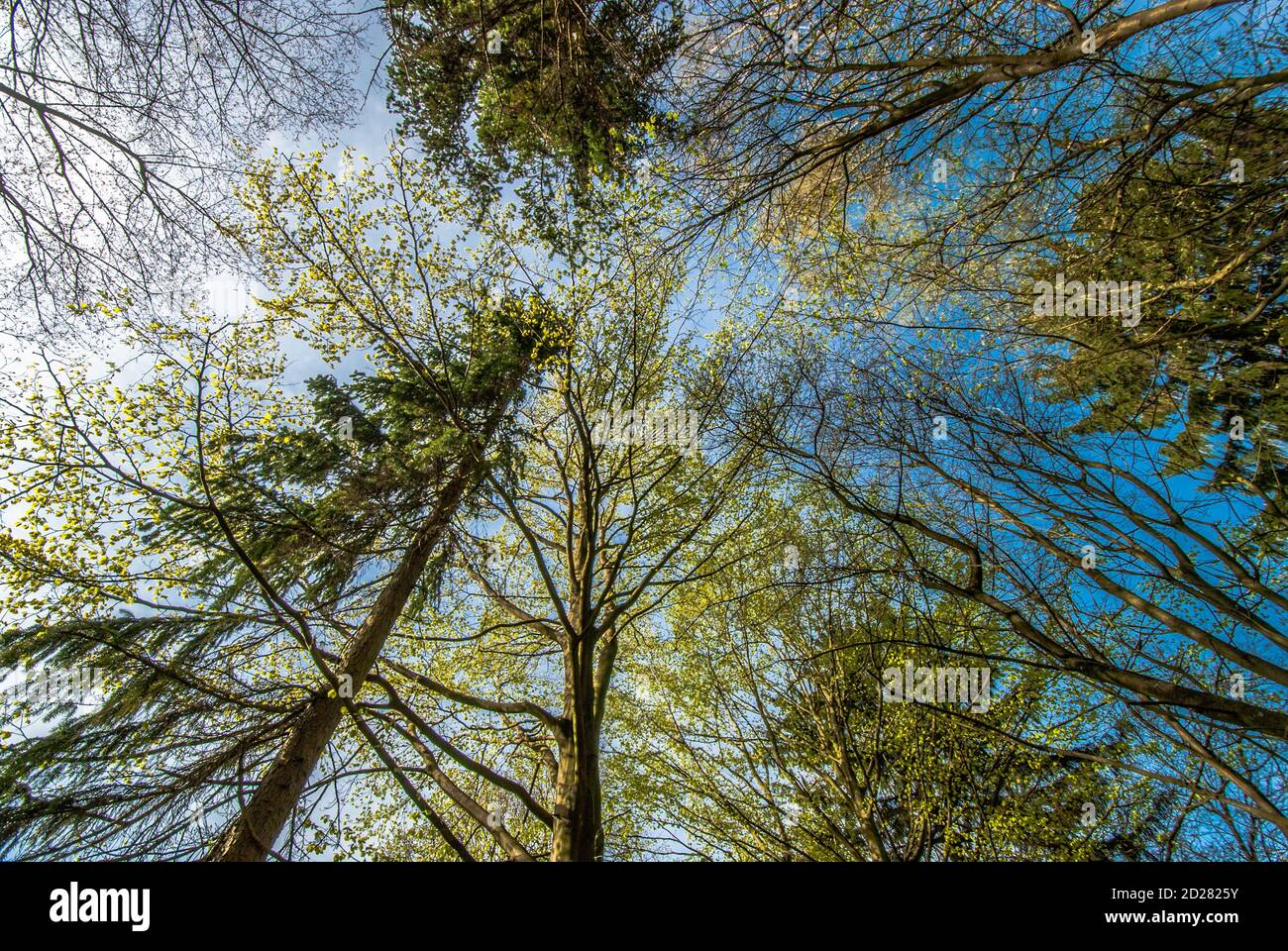 Low angle shot of tall thin trees on a blue sky background Stock Photo ...