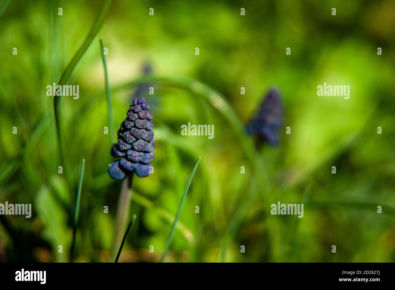 Violet Muscari flower Stock Photo - Alamy