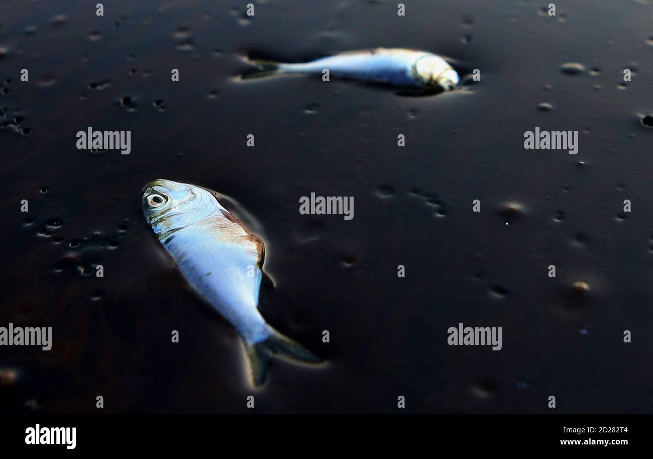Oil Spill Dead Fish High Resolution Stock Photography and Images - Alamy