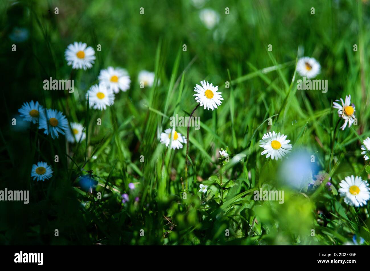 Wild white daises Stock Photo - Alamy