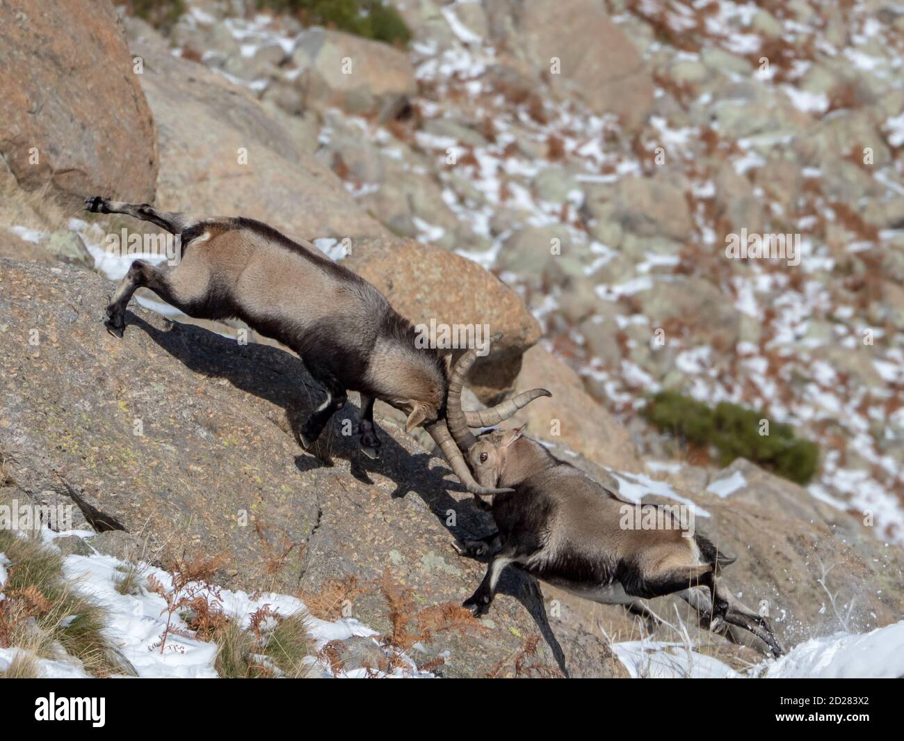 Wild goats fighting hi-res stock photography and images - Alamy