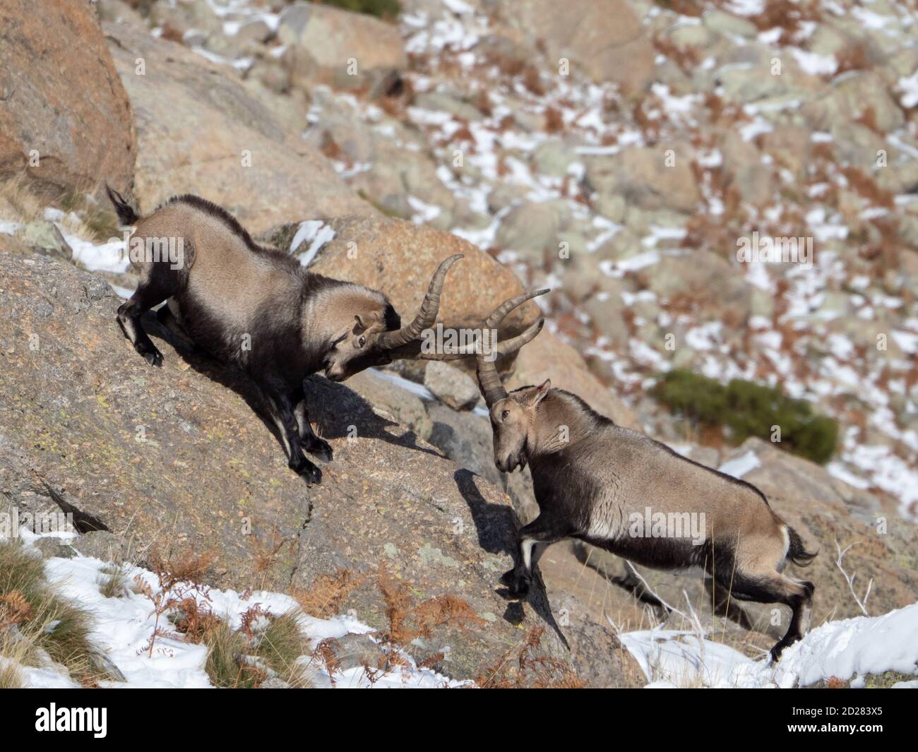 Two wild goats with long horns fighting in the snowy mountains Stock ...