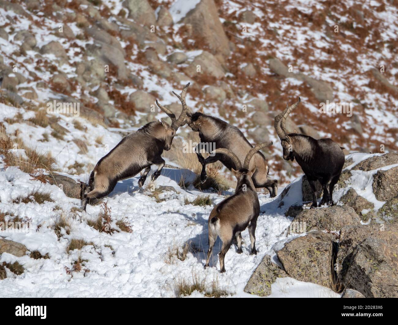 Group of wild goats playing and fighting in the snowy mountains Stock ...