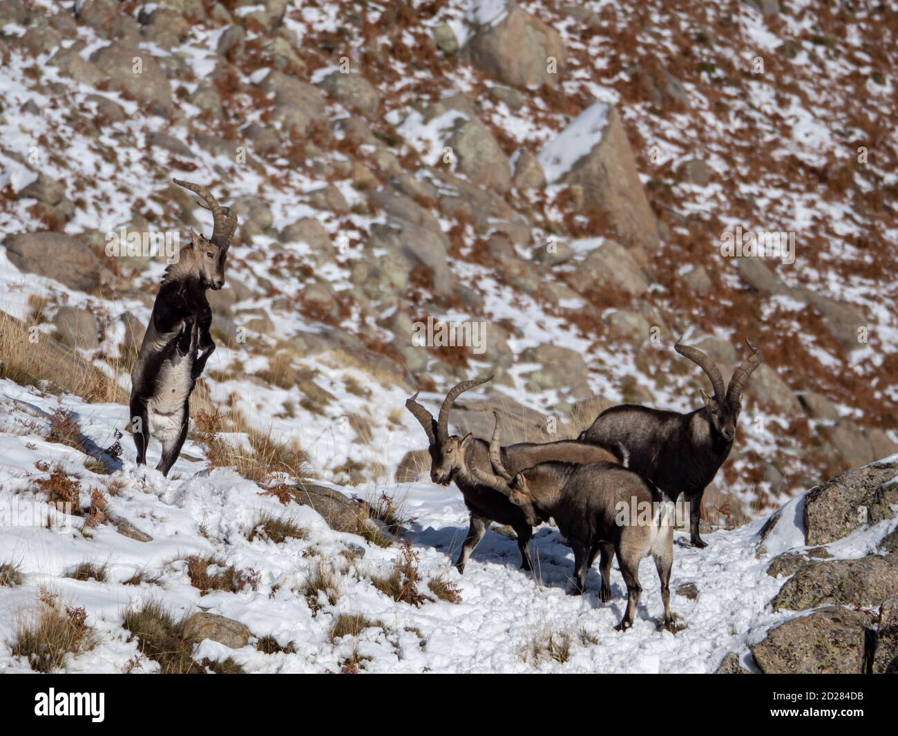 Group of wild goats playing and fighting in the snowy mountains Stock ...