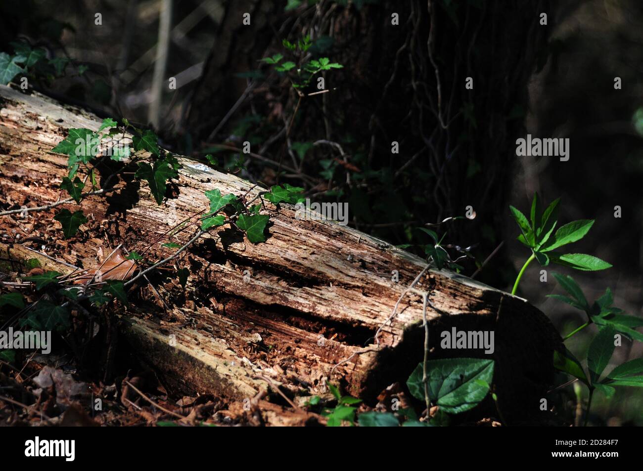 An ivy twisting on a log on the ground in the woods Stock Photo - Alamy