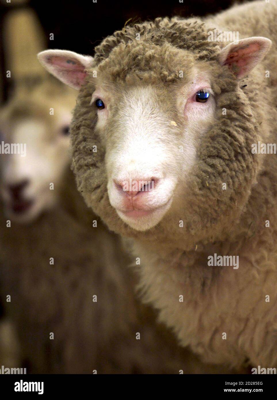 Dolly cloned sheep hi-res stock photography and images - Alamy