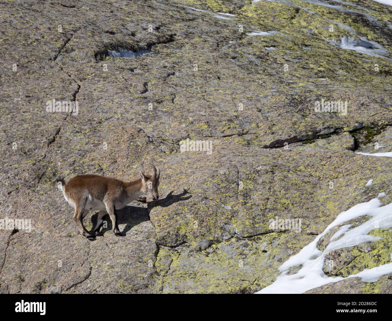 Single horned goat walking alone in the snowy mountains Stock Photo - Alamy