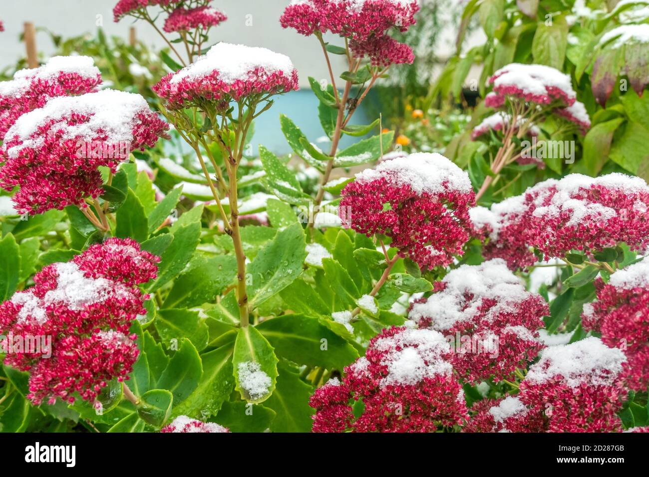 Fathen, Sedum covered with the first snow in the garden in autumn ...