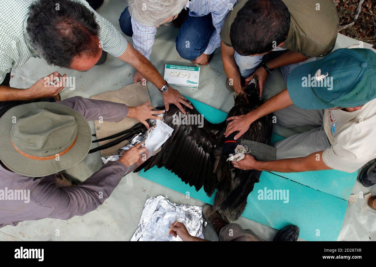 Culture vulture hi-res stock photography and images - Alamy