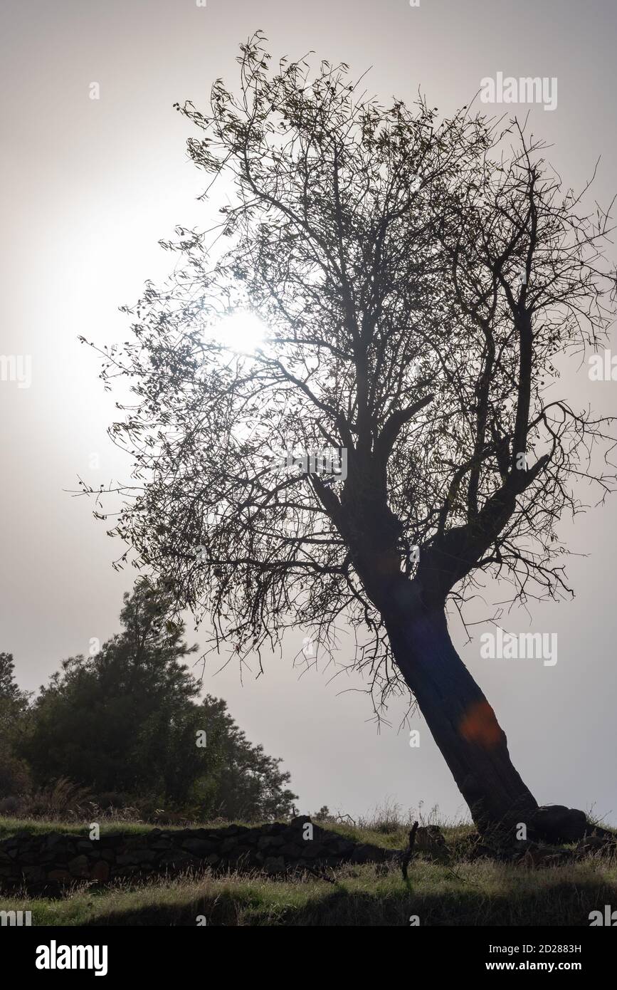 silhouette of a lonely dry olive tree on an overcast day Stock Photo ...