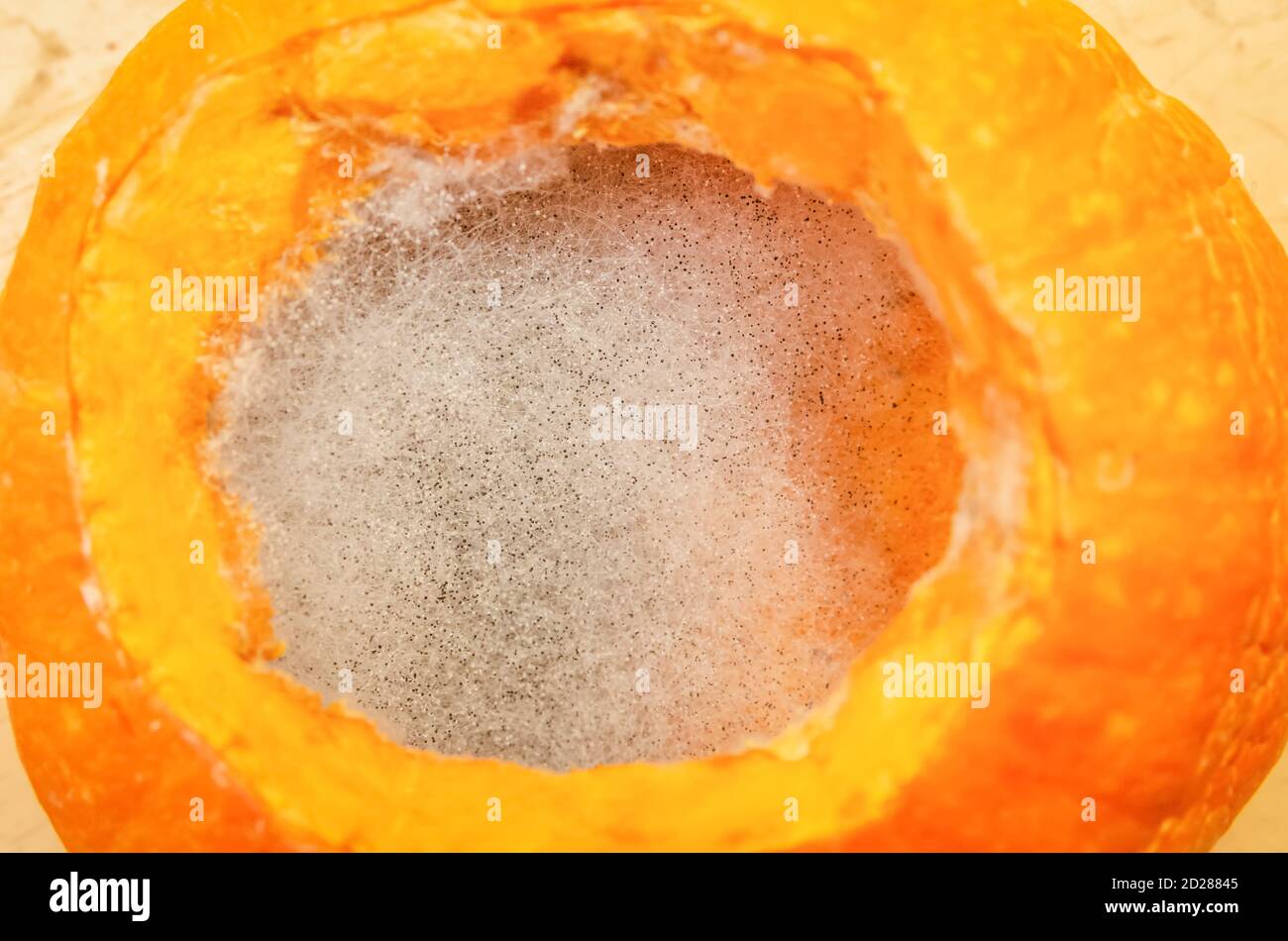 black and white fluffy mold grew inside the spoiled pumpkin close up ...