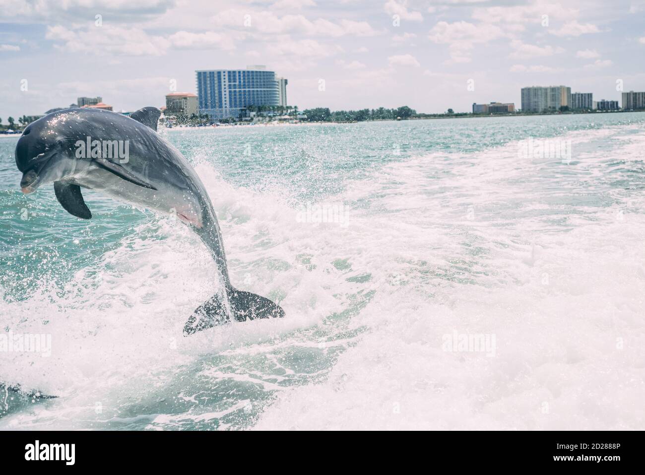 Dolphin in Ocean Stock Photo - Alamy