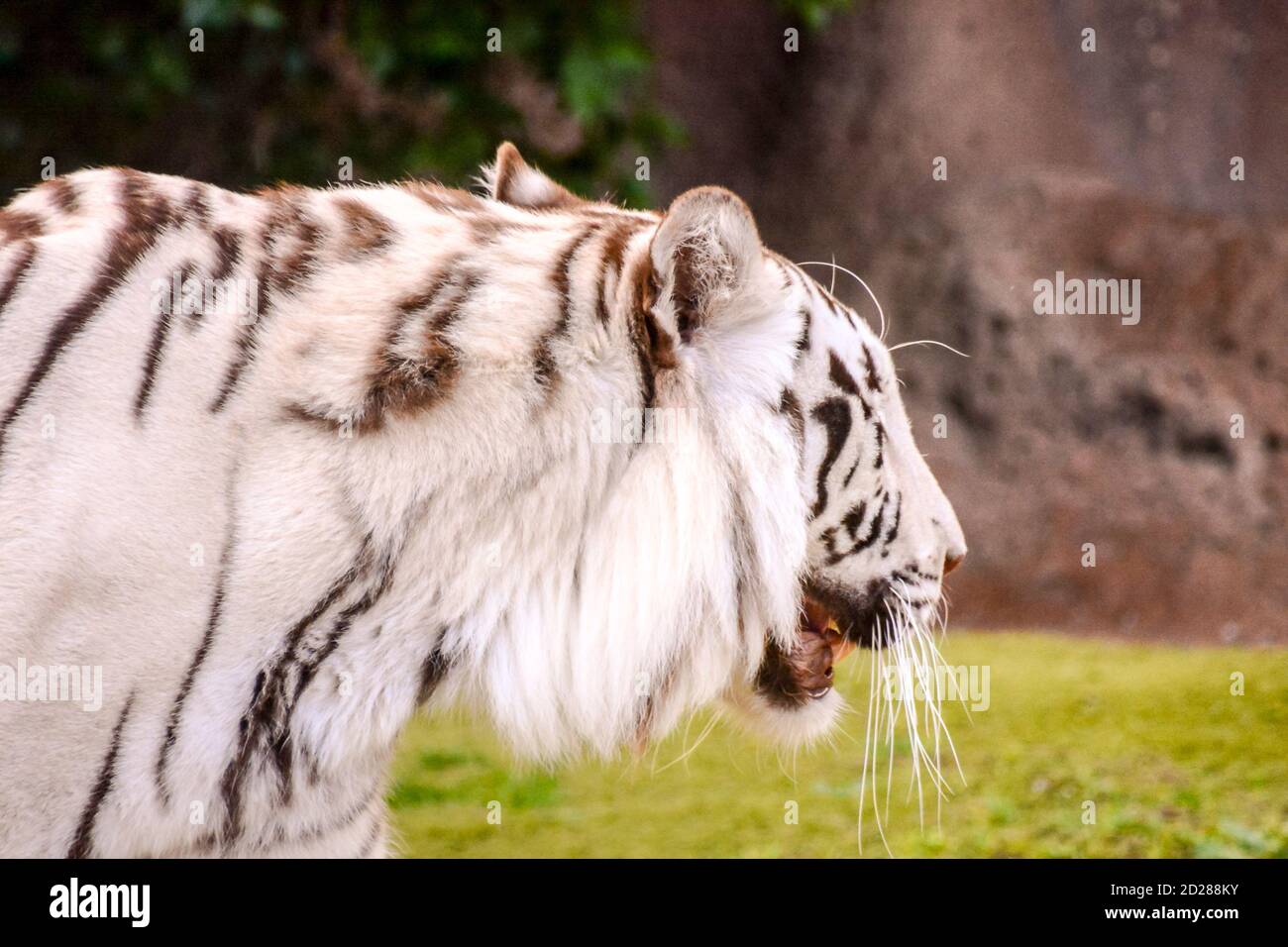 Rare White Striped Wild Tiger Stock Photo - Alamy