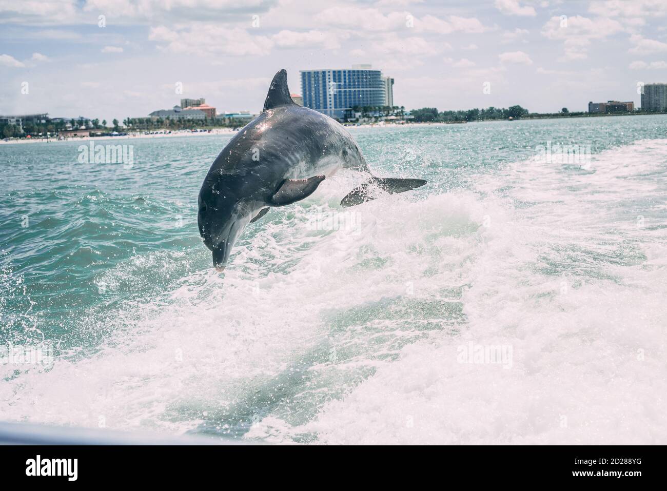 Dolphin Jumping in Ocean Stock Photo - Alamy
