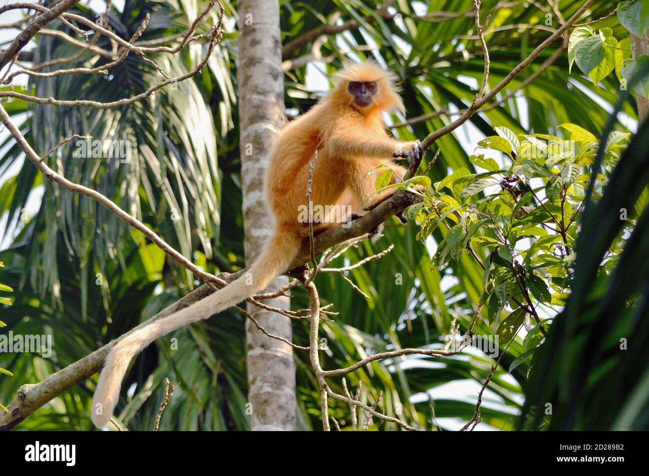 Golden langur monkey assam hi-res stock photography and images - Alamy