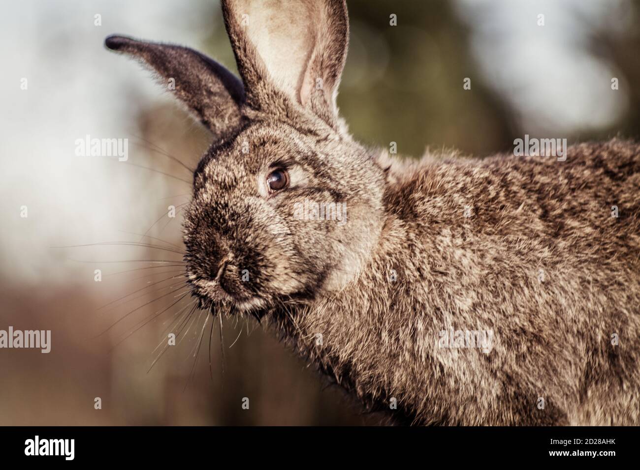 Hare Teeth High Resolution Stock Photography and Images - Alamy