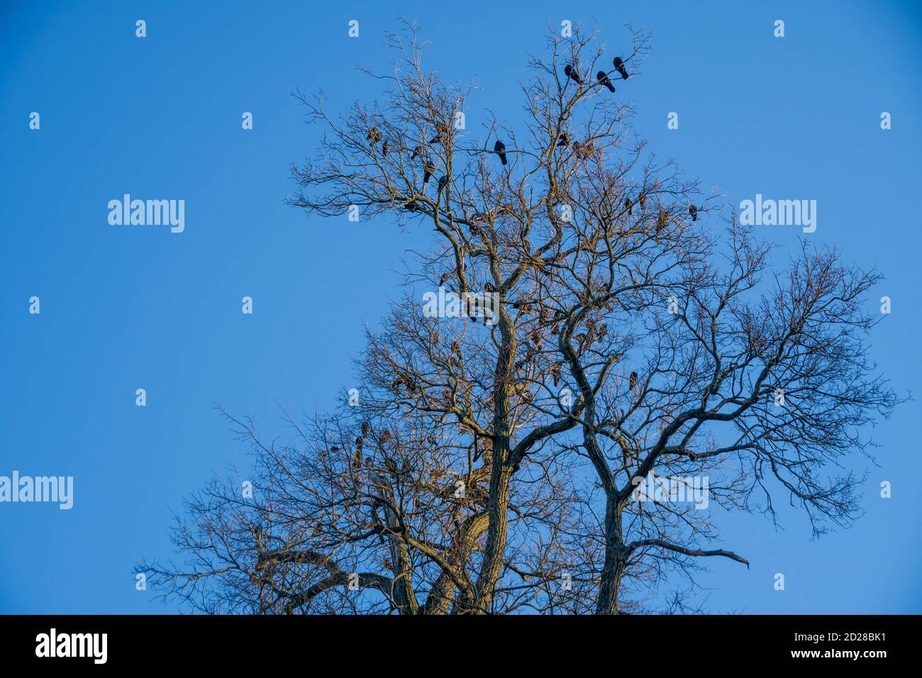 Group of black crows or ravens on top of a leafless birch tree in early ...